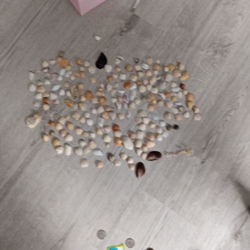 Морские ракушки из чёрного моря