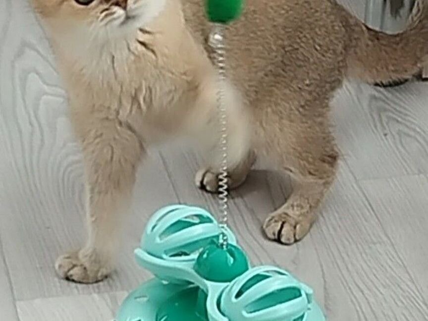 Скоттиш фолд/ вислоухая 2 г. с документами