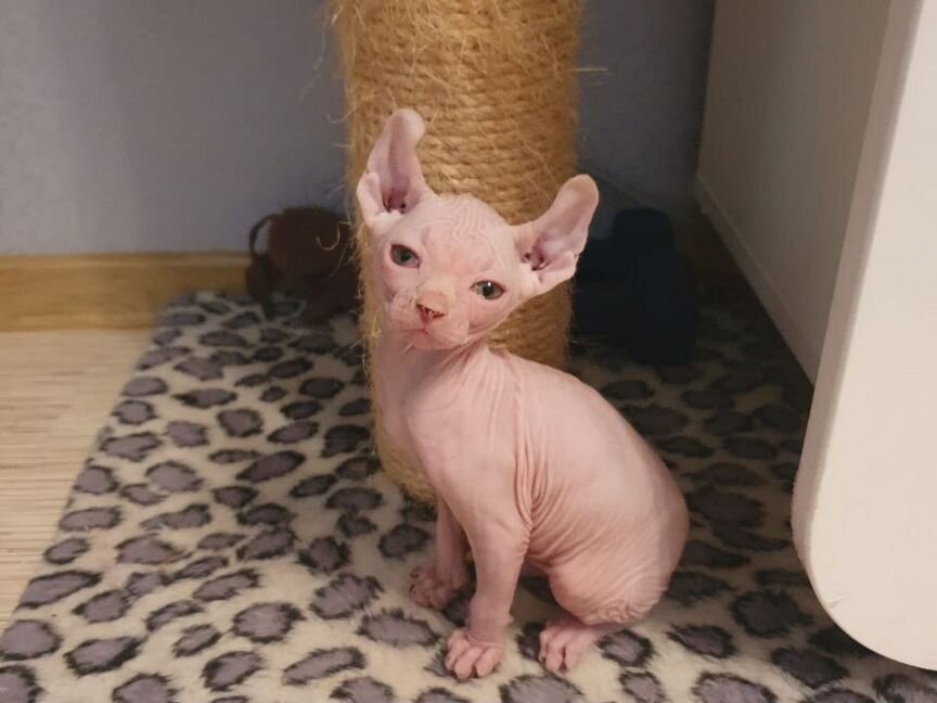 Канадский сфинкс