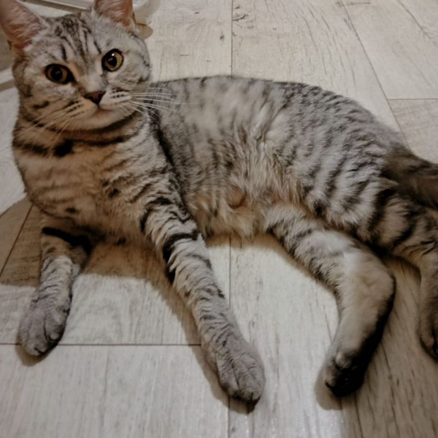 Шотландская вислоухая короткошёрстная кошка, взрослая