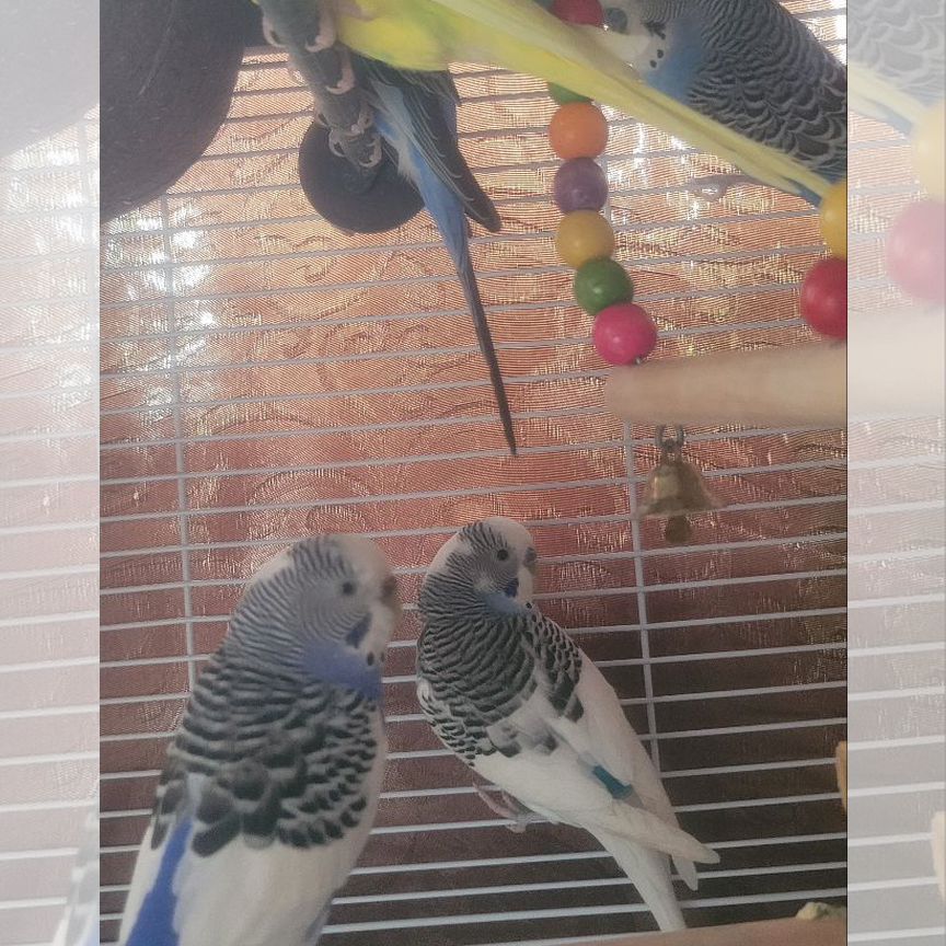 Волнистый попугай