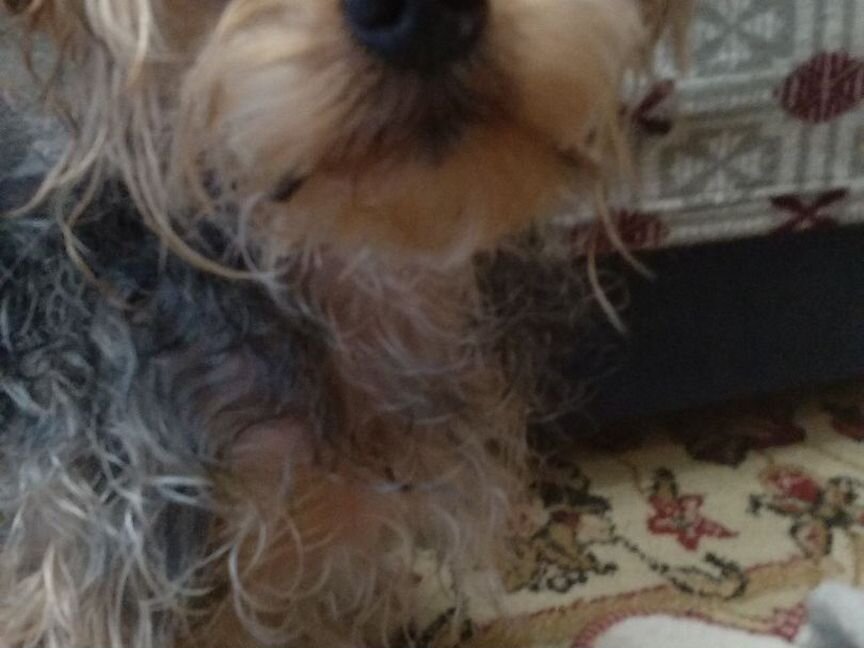 Йоркширский терьер