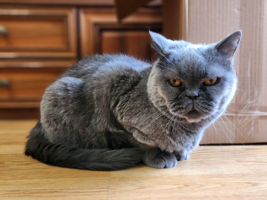 Породистая кошка бесплатно в хорошие руки