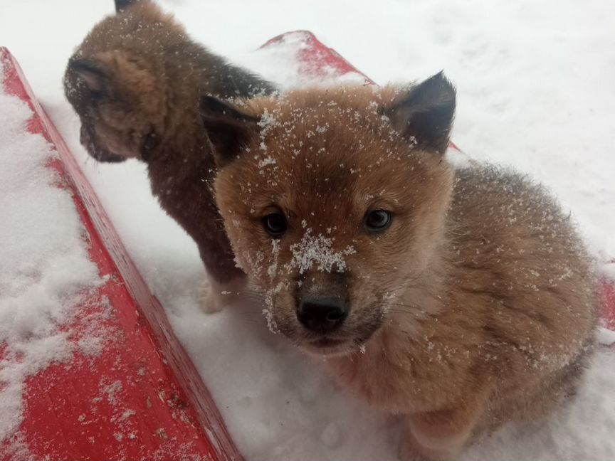 Щенки лайки