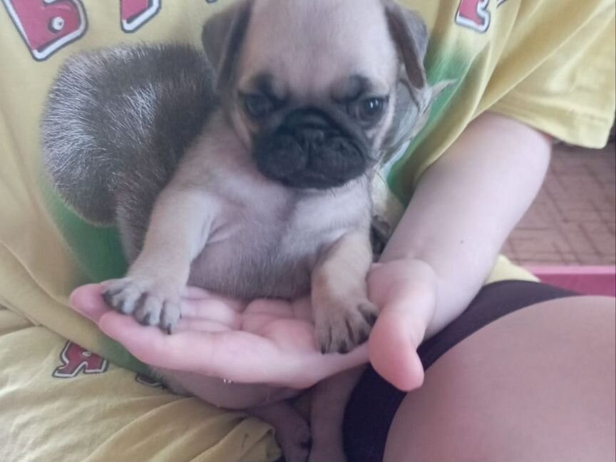 Мопс