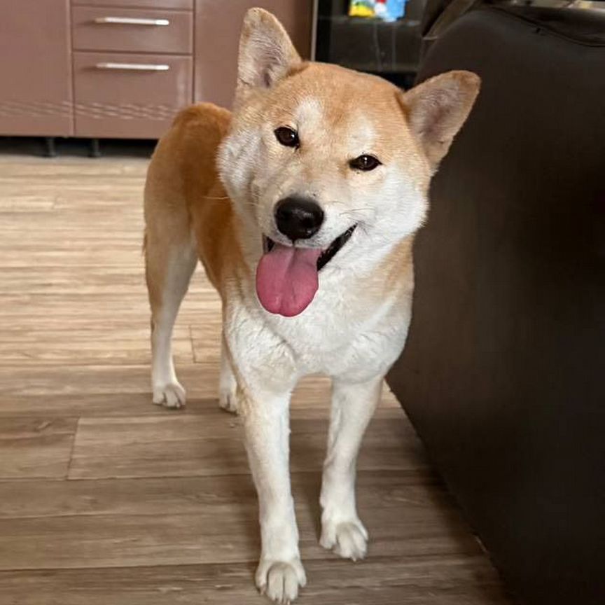 Сиба-ину, взрослая собака