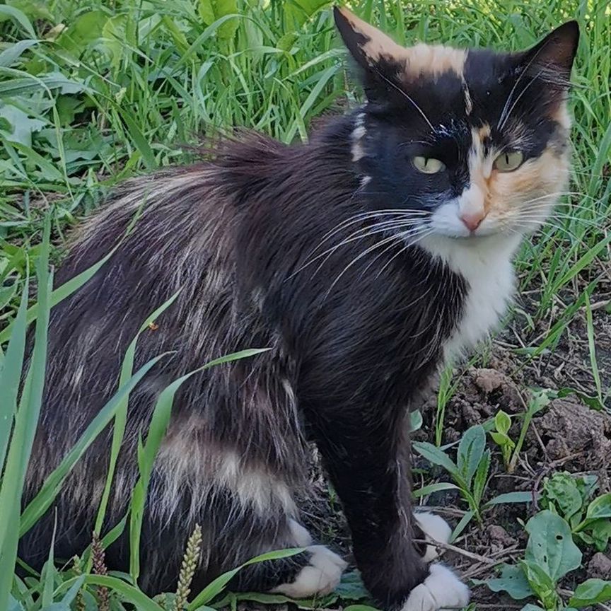 Очаровашка трехцветка