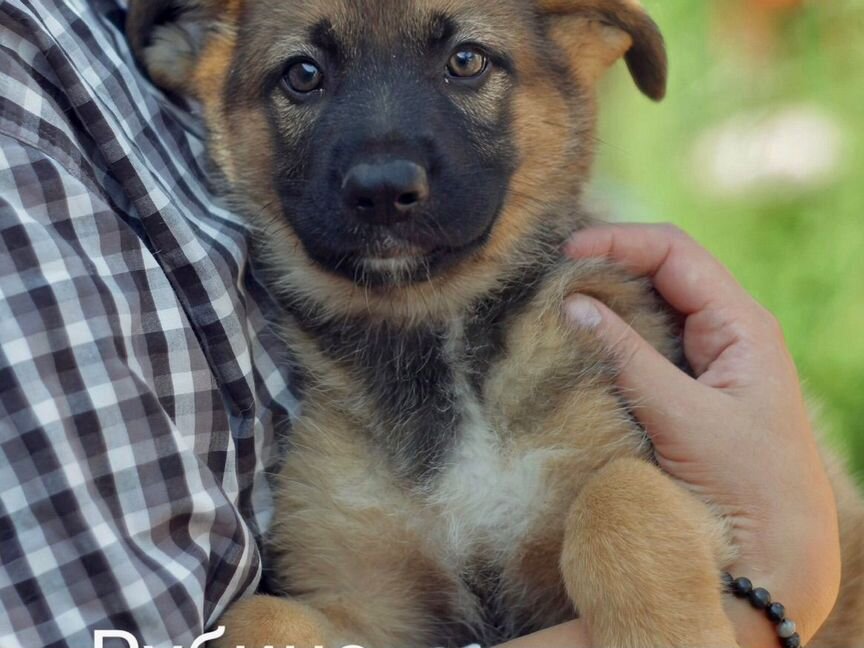 Щенки-девочки в дом и квартиру