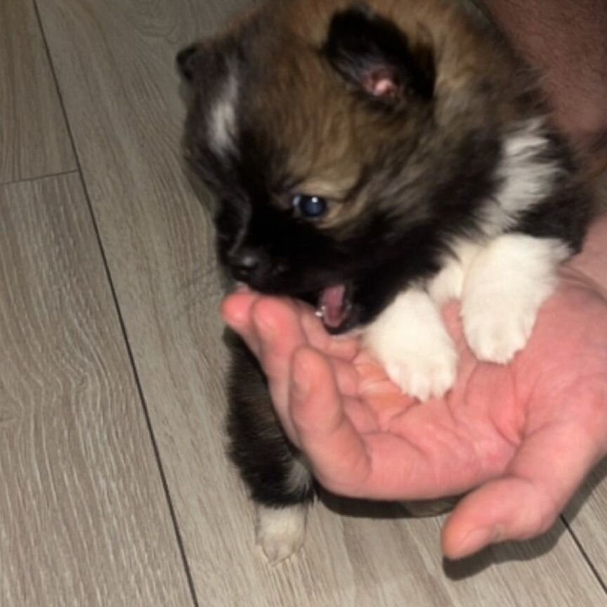 Померанский шпиц