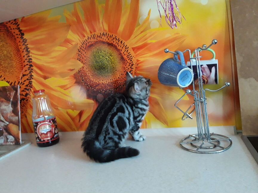 Мраморный крепыш