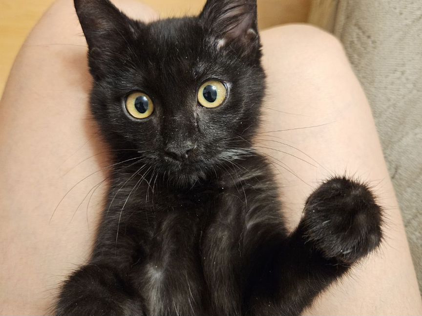 Манюня котенок