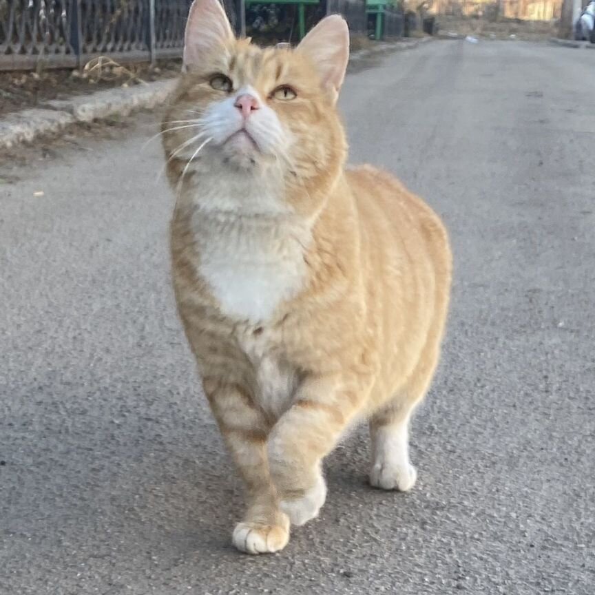 Взрослый кот в добрые руки