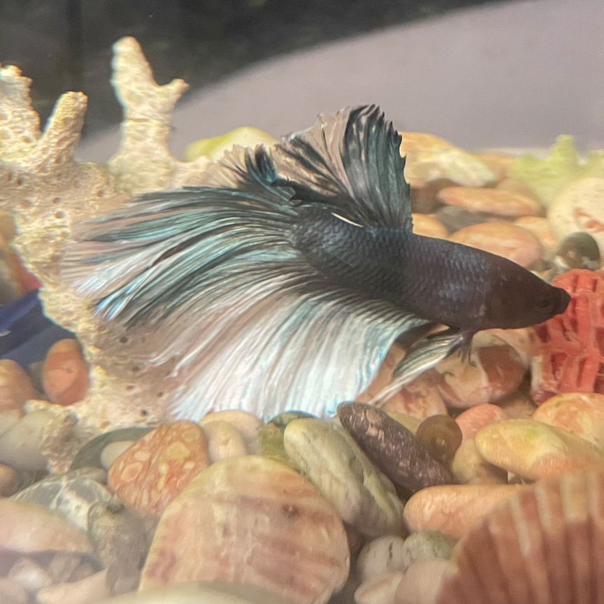 Рыбка петушок с аквариумом