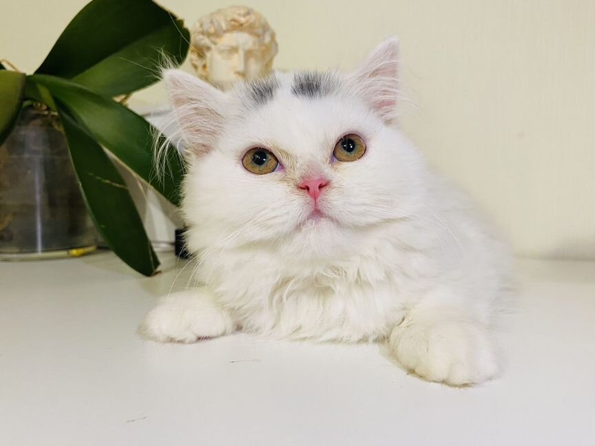 Прекрасная перса