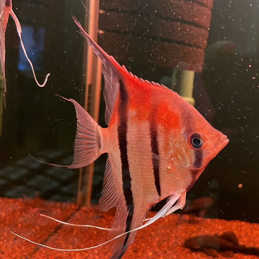 Скалярии манакапуру