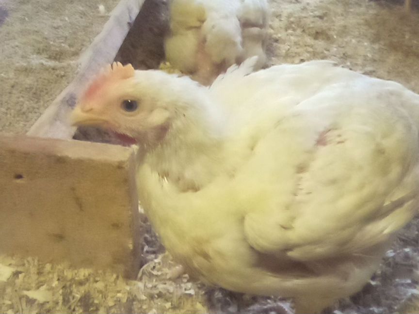 Цыплята бройлеры мясо