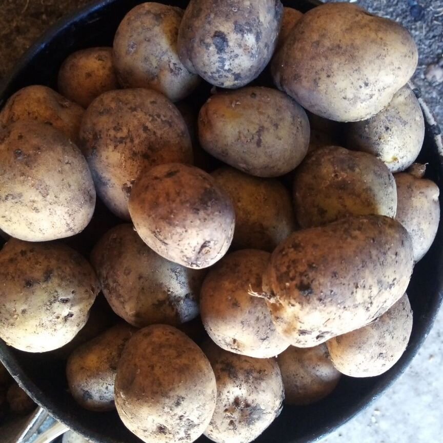 Картофель мелкий на корм скоту