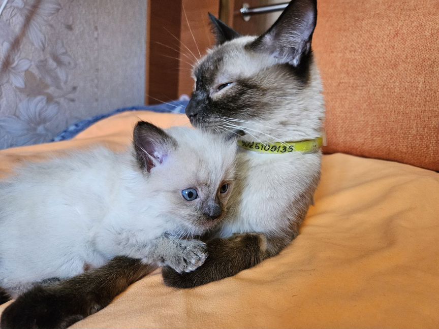 Тайские котята