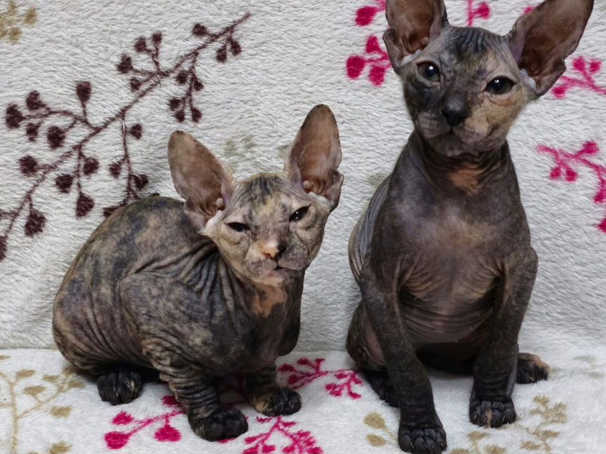 Донской сфинкс велюр котята