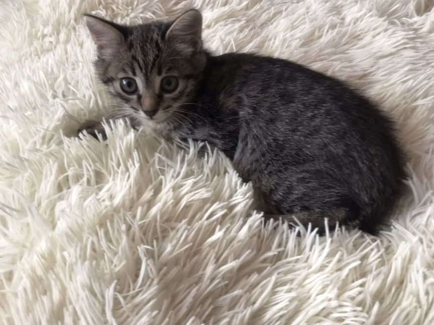 Сиамская кошка