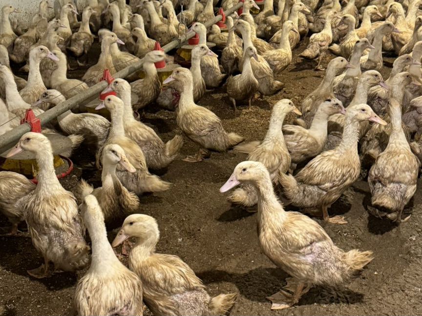 Утки и Индюки