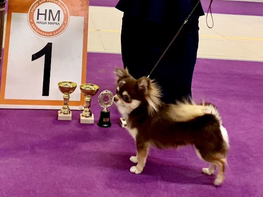 Вязка чихуахуа