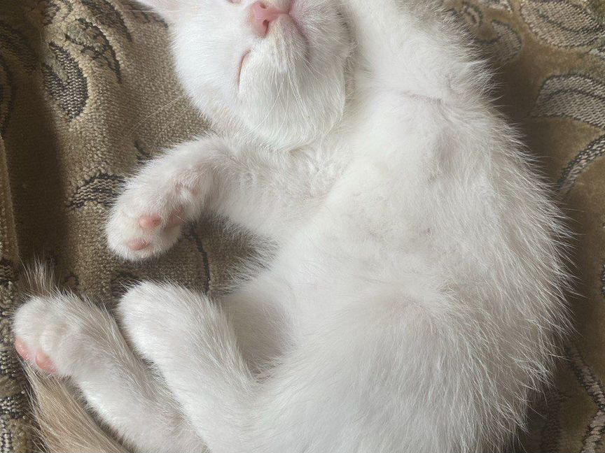 Отдам милого котенка в добрые руки