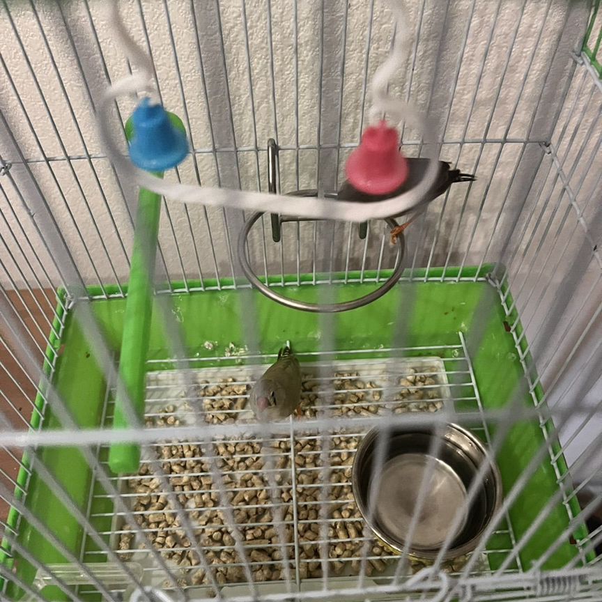 Рисовые амадины