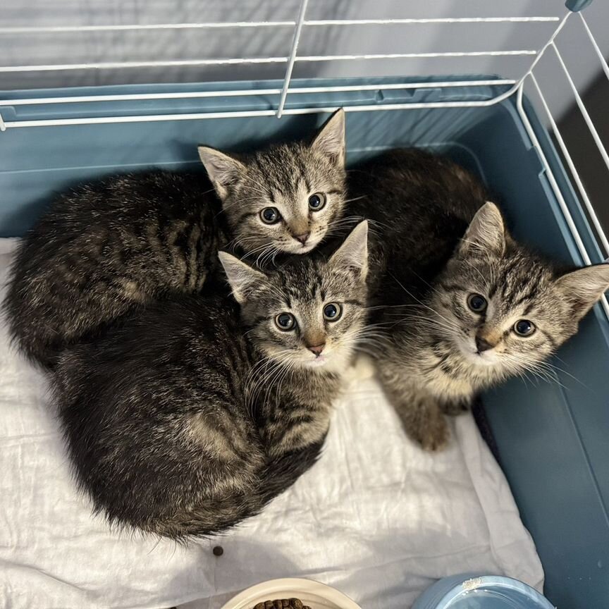 Европейский короткошёрстный котёнок