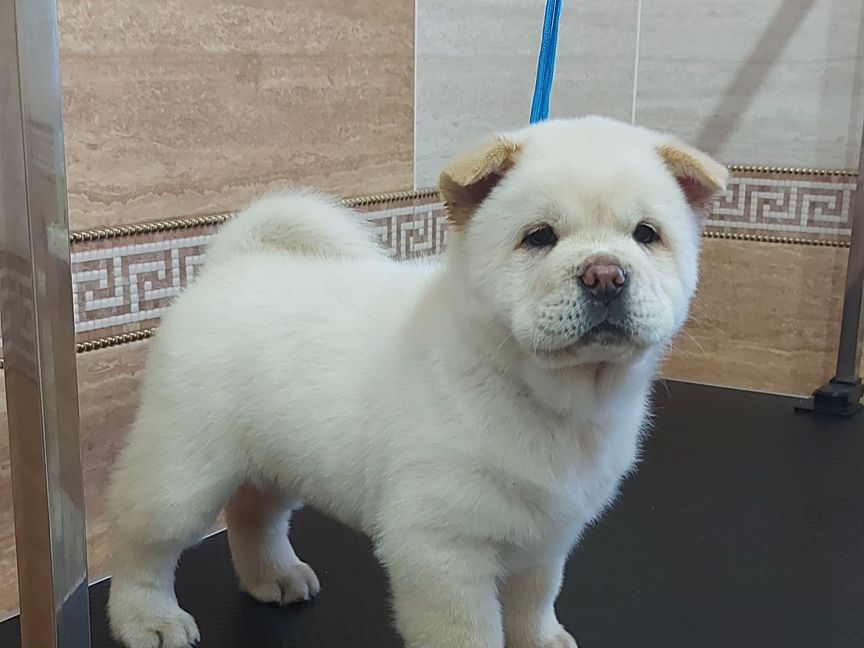 Смуф мальчик чау чау