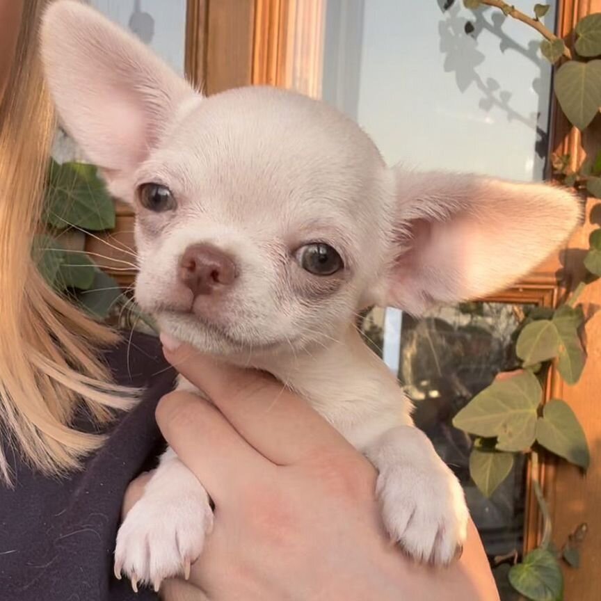 Кремовая чихуахуа девочка