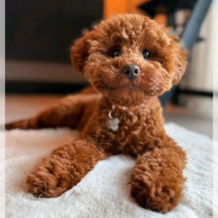 Той-пудель, щенок