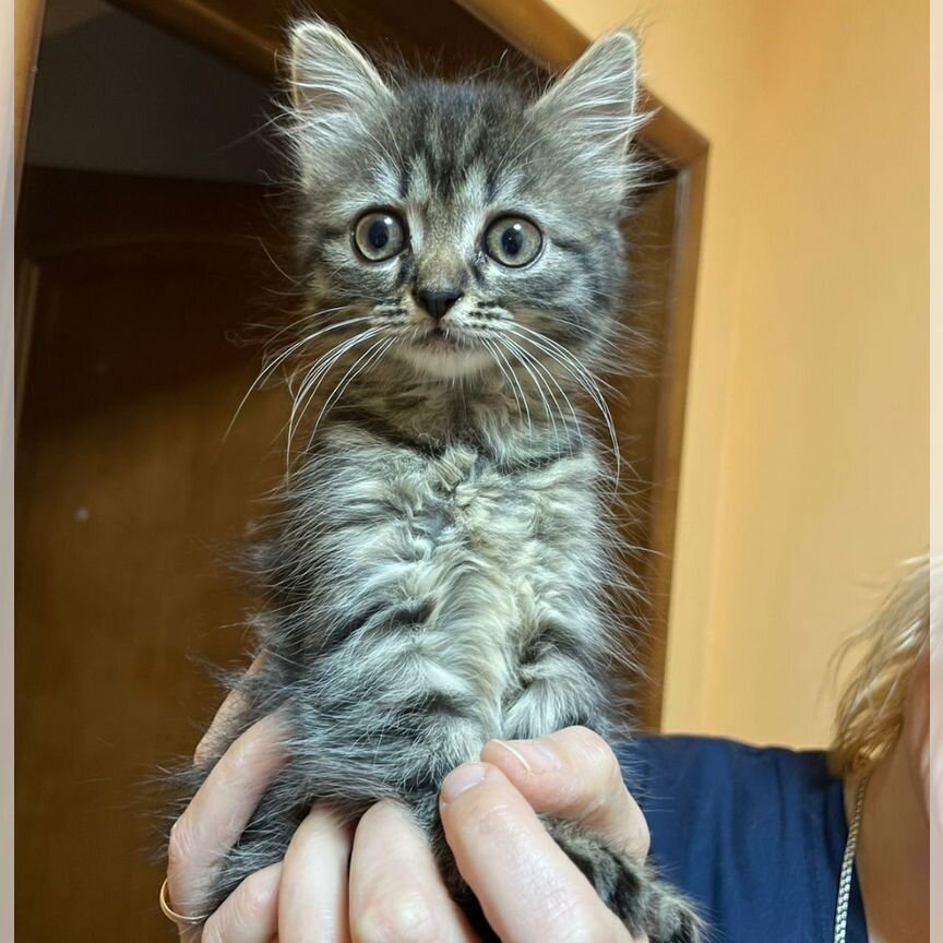 Котенок девочка 2 месяца ищет дом