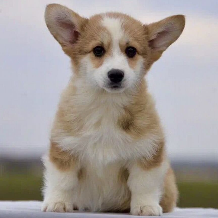 Вельш Корги Пемброк, щенок