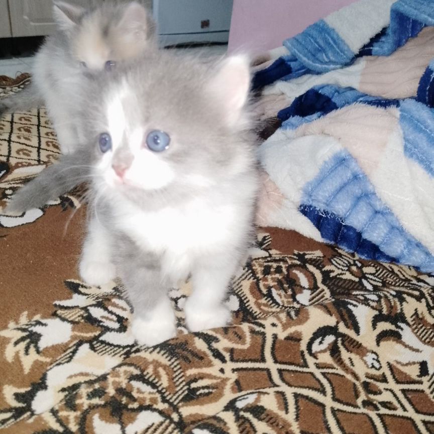 Котенок девочка