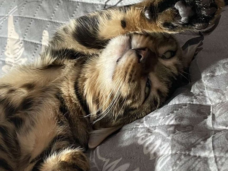 Семья бенгалов