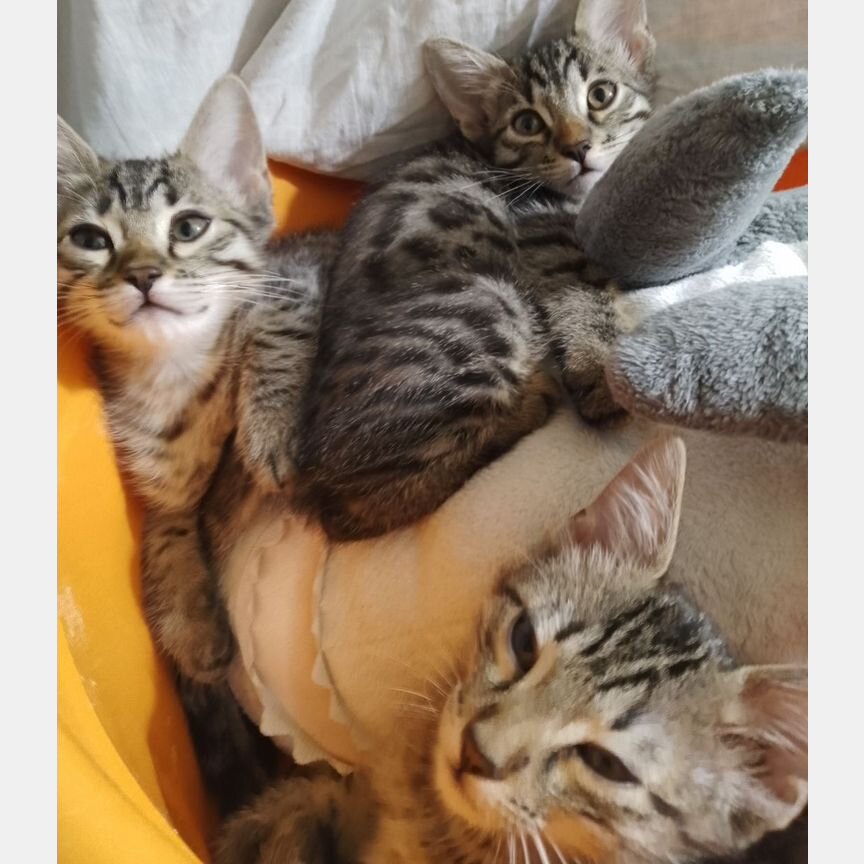 Бенгальские котята бесплатно