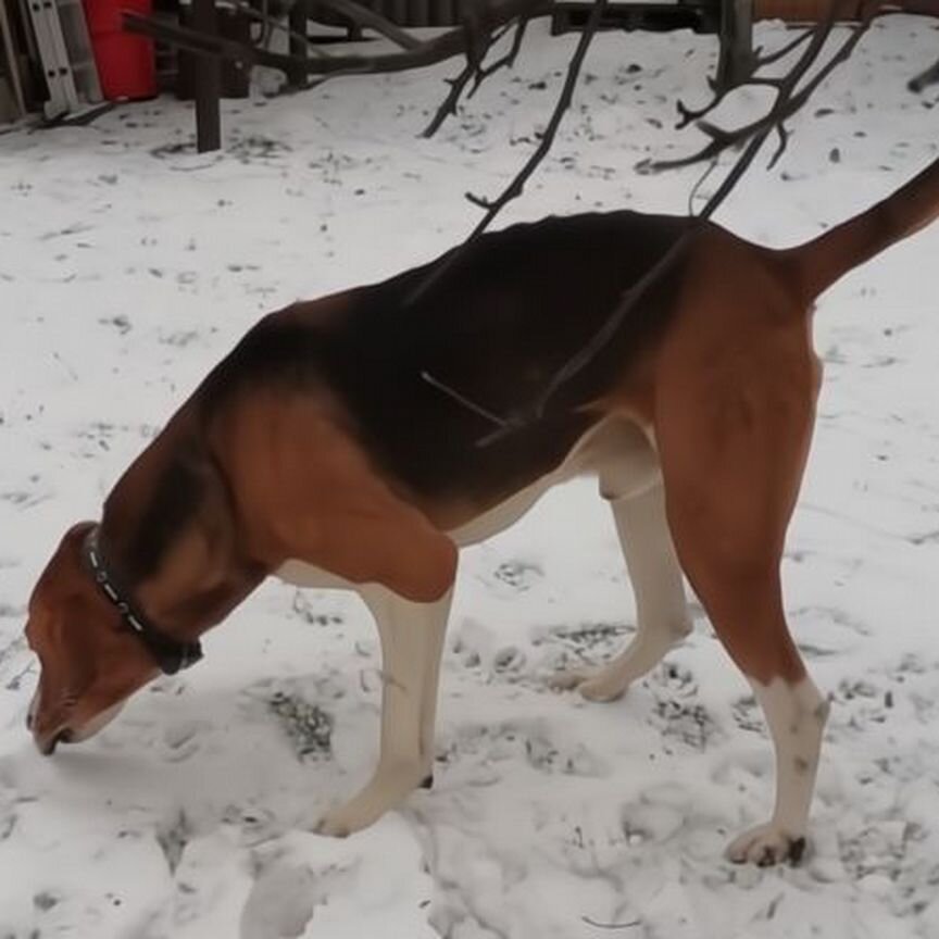 Русская пегая гончая, взрослый пёс