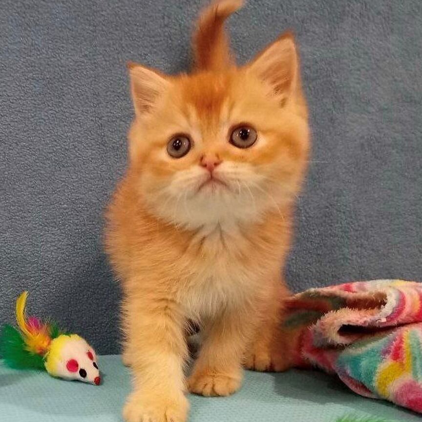 Британский короткошёрстный котёнок