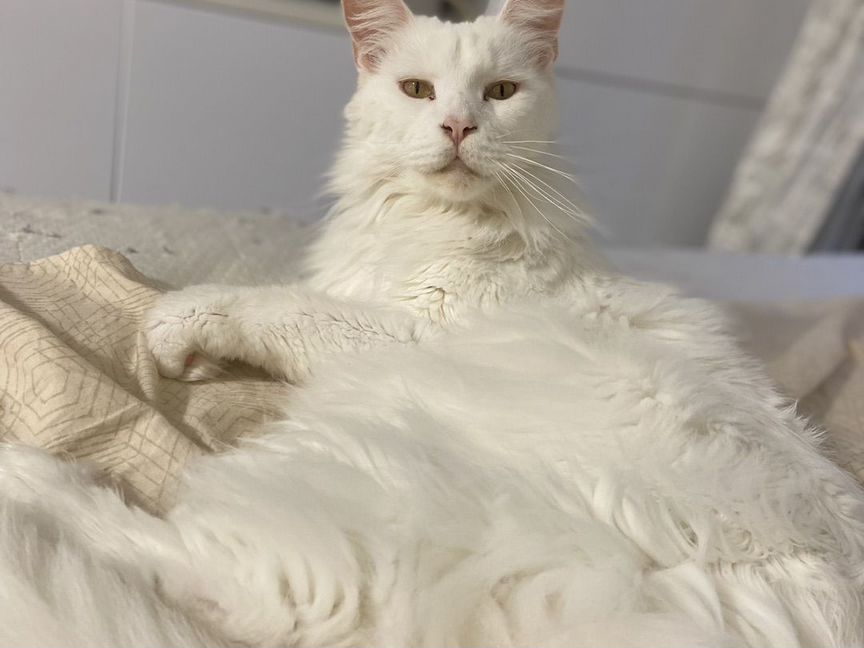 Мейн-кун в добрые руки бесплатно