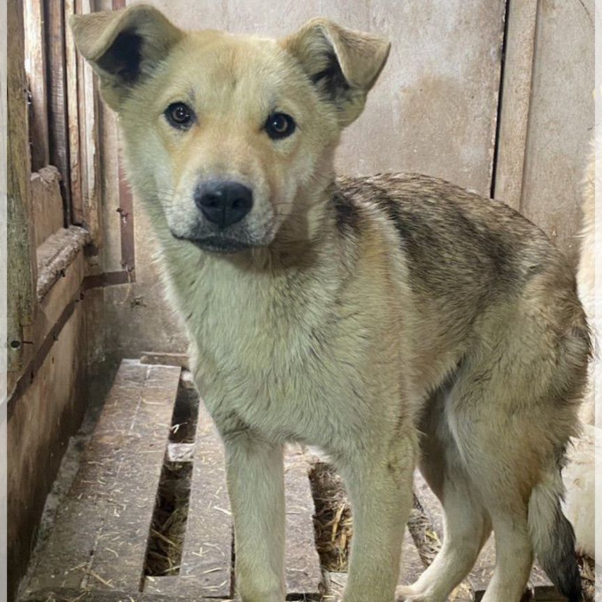 Щенок в добрые руки