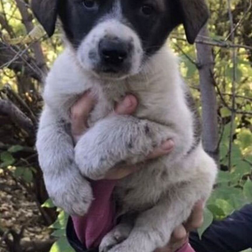 Щенок мальчик будет крупным