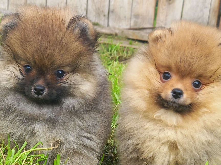 Щенки шпица