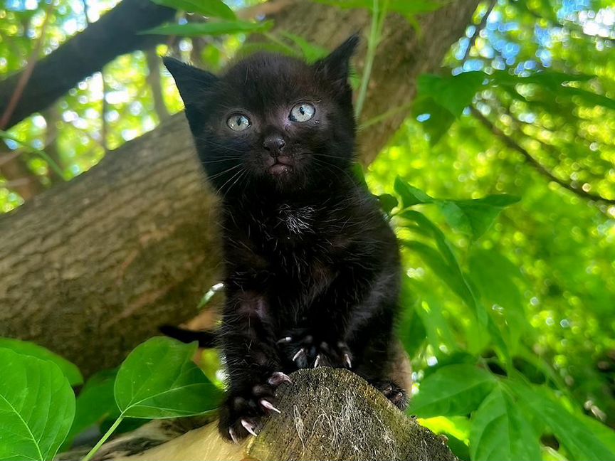 Малышка ищет дом