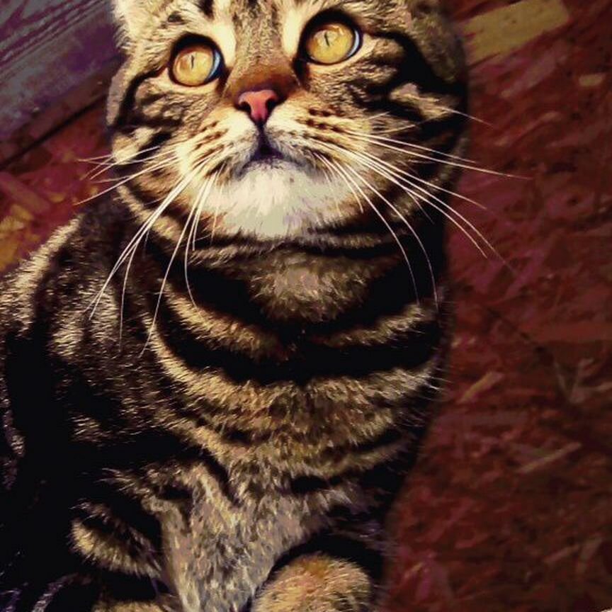 Кот в добрые руки