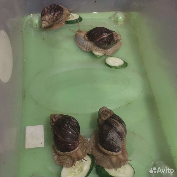 Улитка ахатины отдам бесплатно
