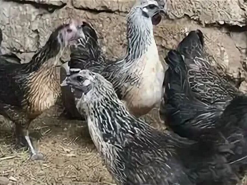 Петух Лакеданзи