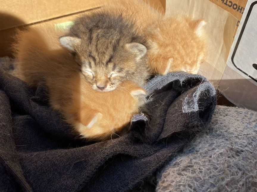 Котята в добрые руки