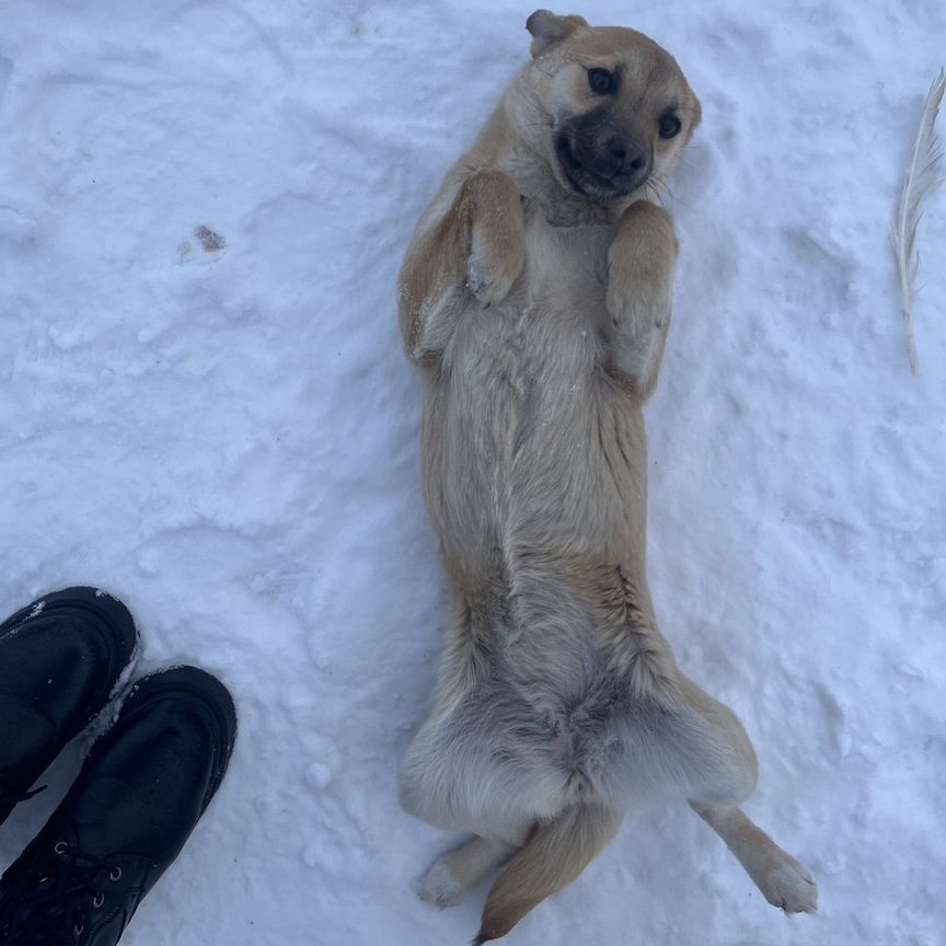 Взрослая собака в добрые руки