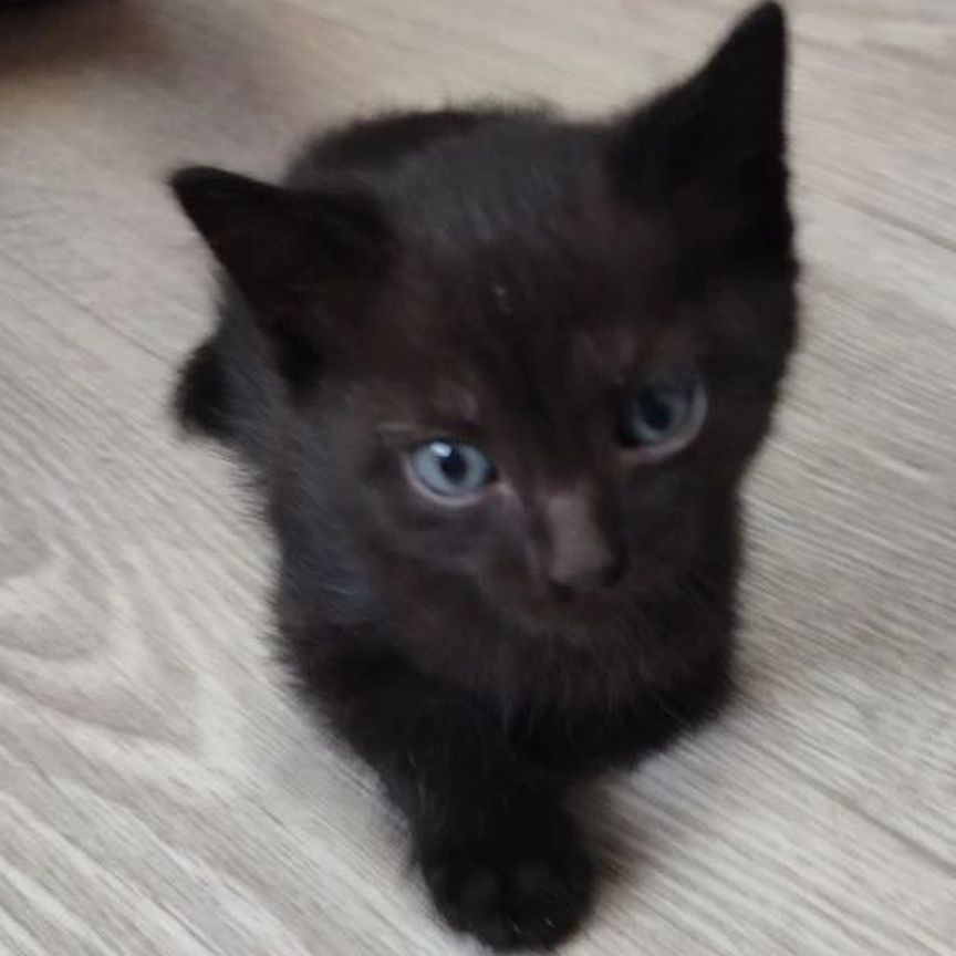 Сибирский котёнок